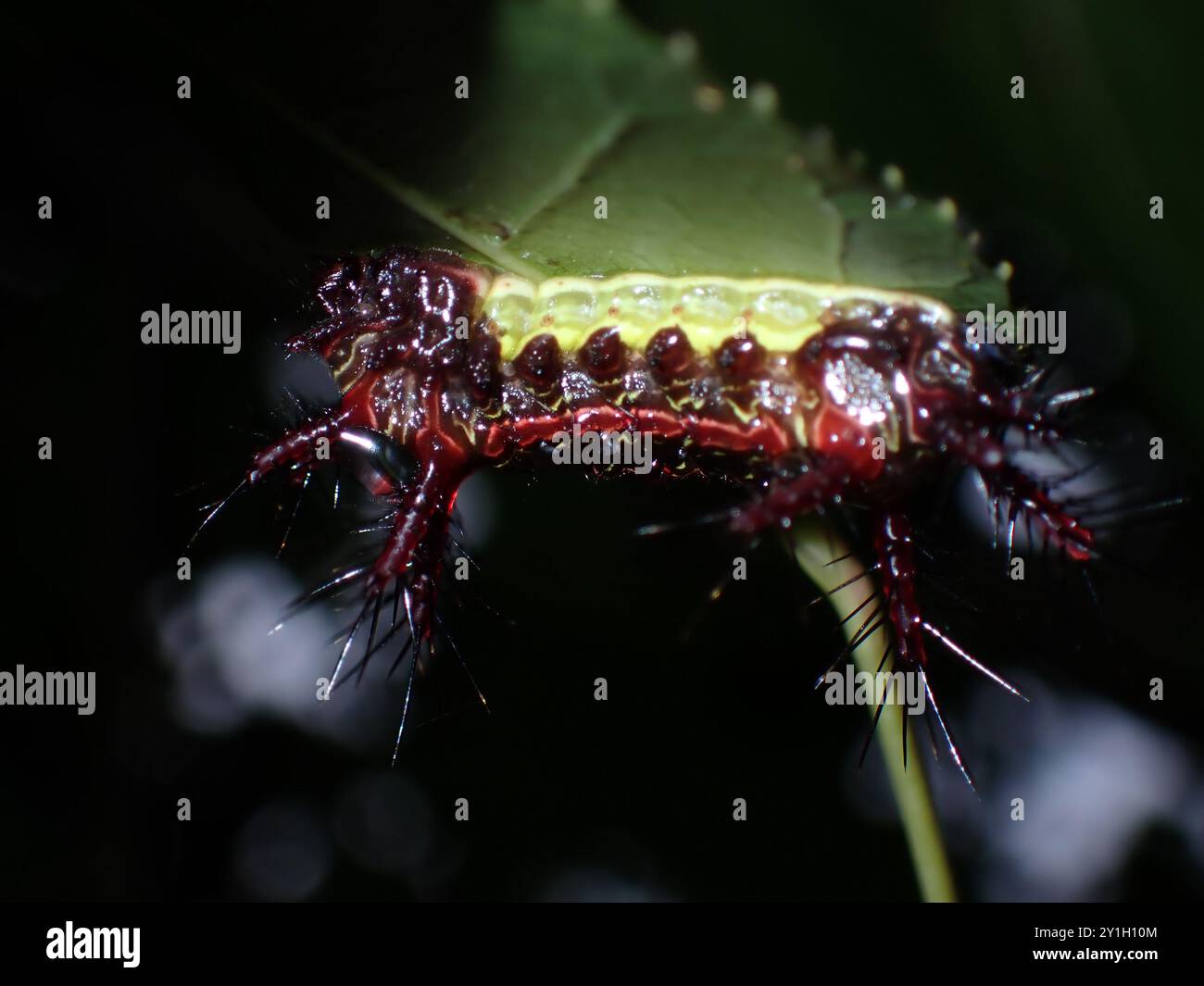 Spiky Caterpillar Hanging from Leaf Stock Photo - Alamy
