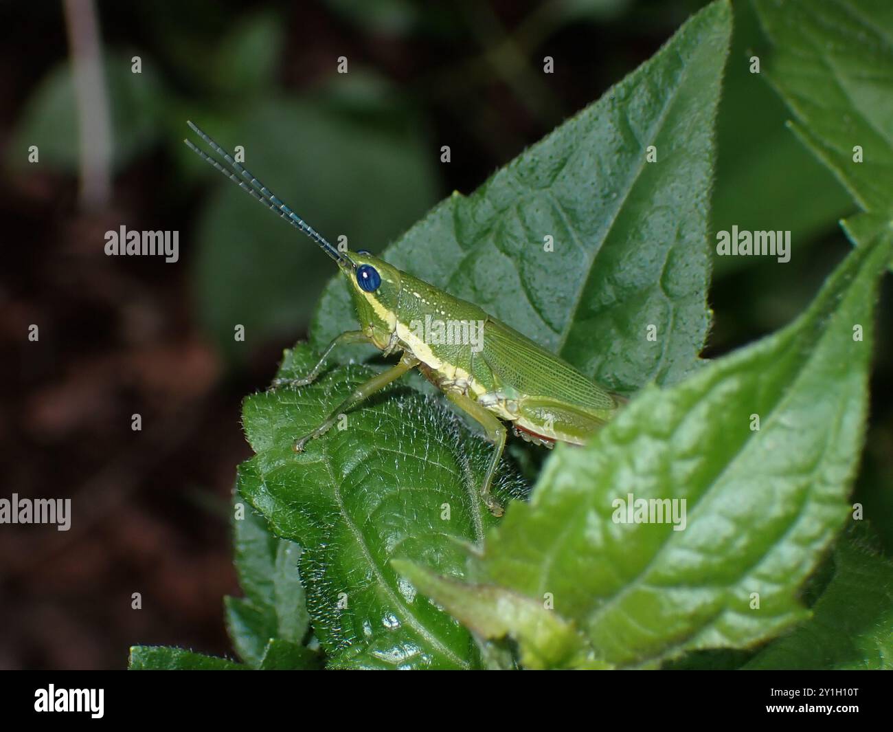 Grasshopper resting on small plant hi-res stock photography and images ...