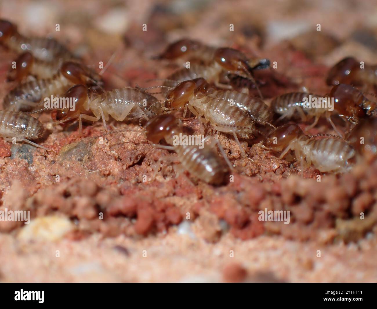 Colony of Termites on Mud Surface Stock Photo - Alamy