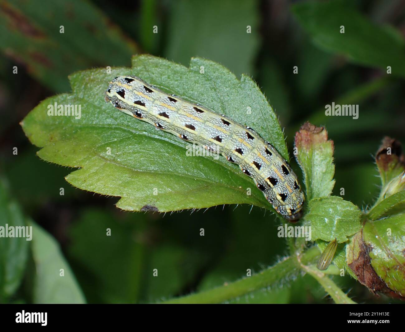Spotted Caterpillar on Leaf in Natural Habitat Stock Photo - Alamy