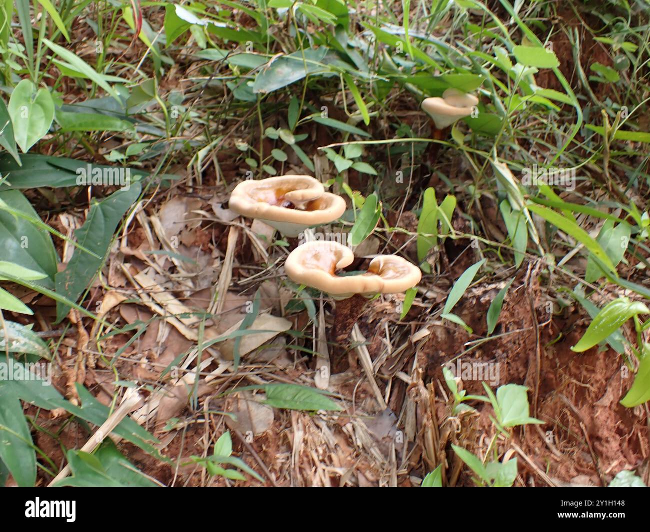 Wild Mushrooms Growing in Forest Underbrush Stock Photo - Alamy