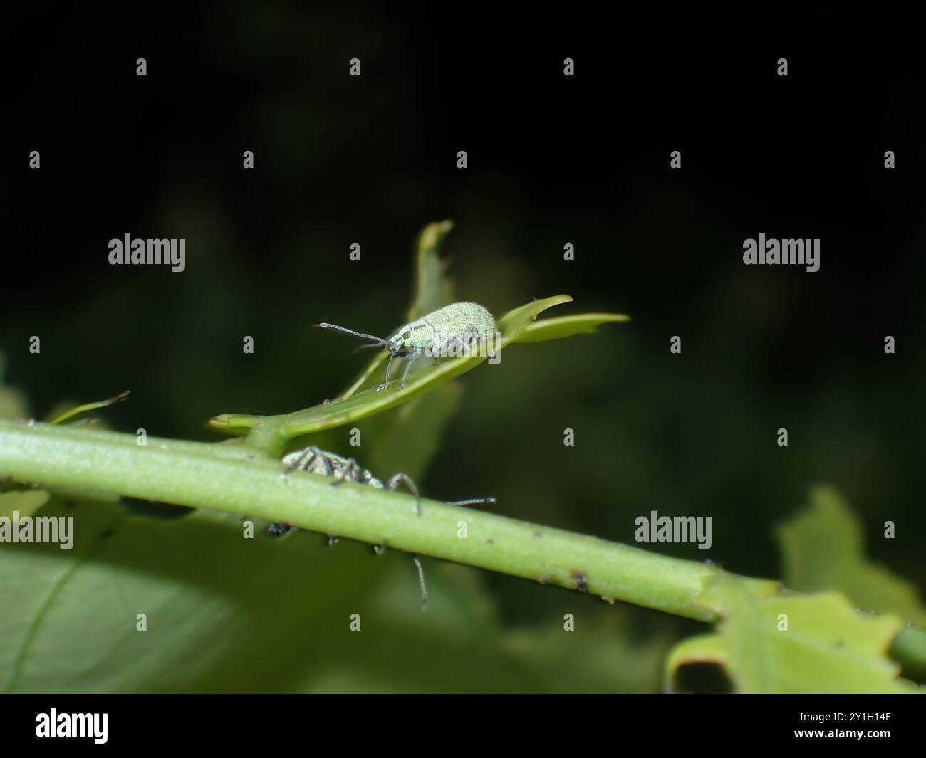 Two Green Weevils on Leaf Stem in Dark Background Stock Photo - Alamy