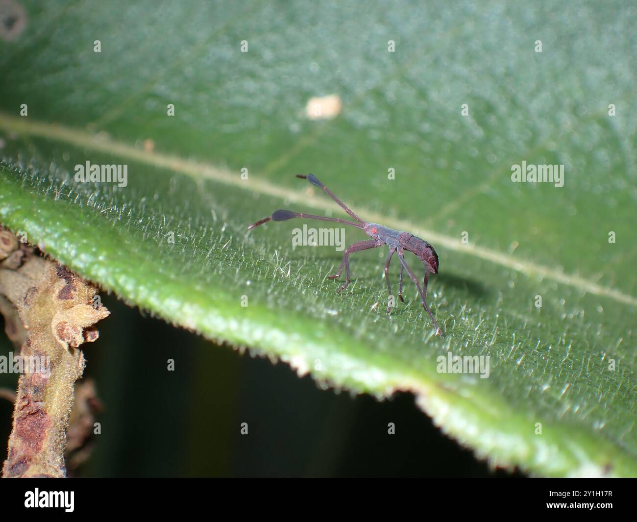 Assassin bug nymph hi-res stock photography and images - Alamy