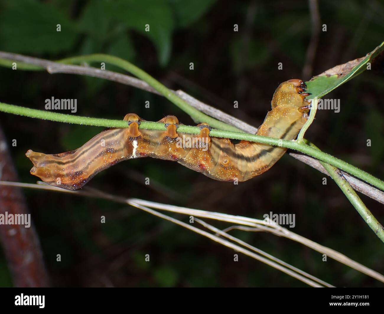 Brown Caterpillar Crawling on a Plant Stem Stock Photo - Alamy