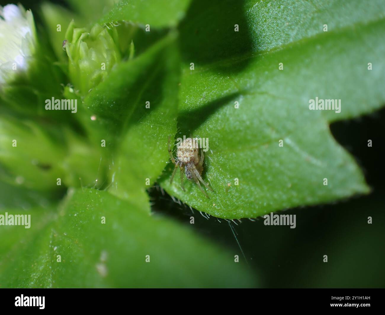 Camouflaged spider hi-res stock photography and images - Alamy