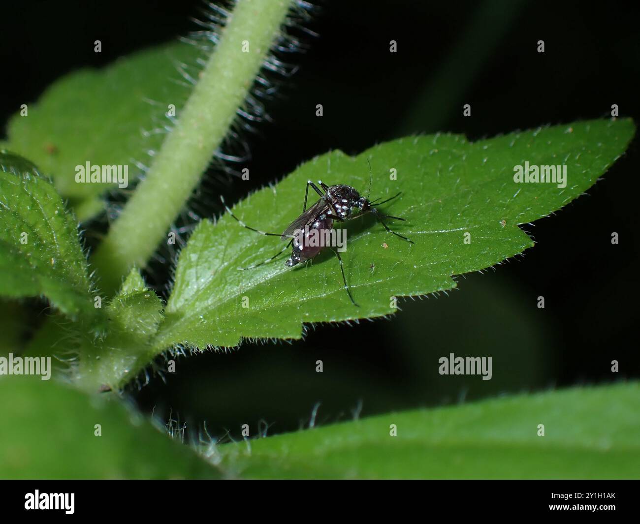 Mosquito habitat hi-res stock photography and images - Alamy
