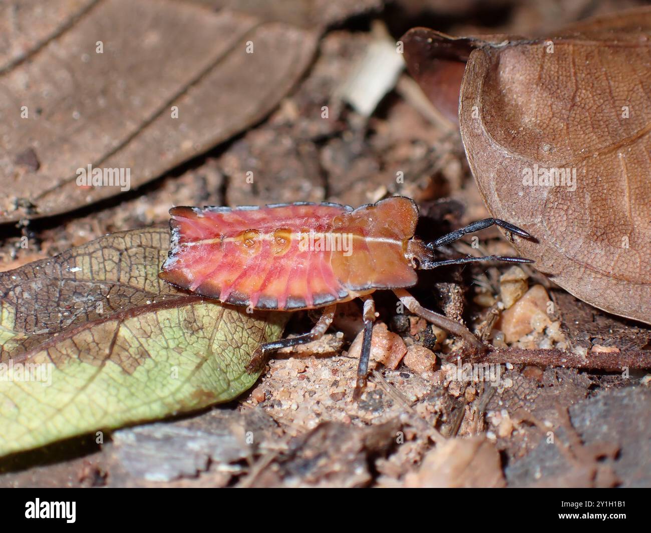 Red Shield Bug Nymph on Forest Floor Stock Photo - Alamy