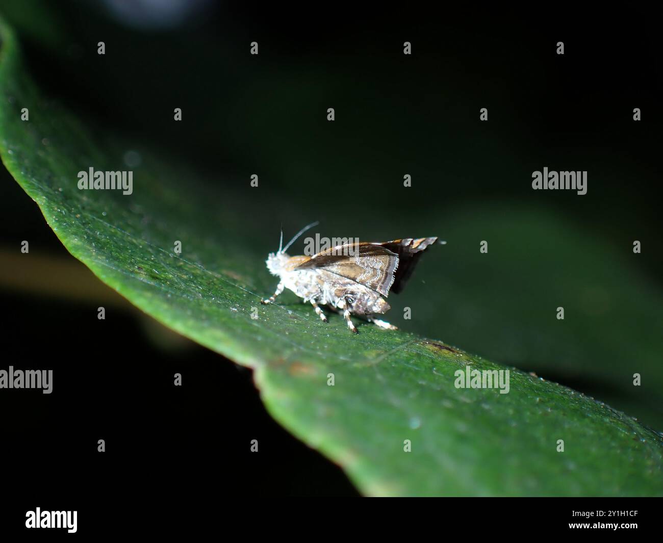 Very small moth hi-res stock photography and images - Alamy