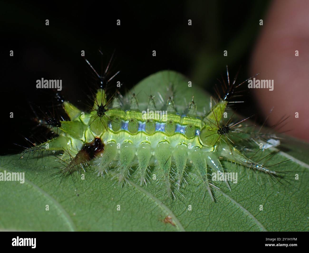 Bright Green Spiky Caterpillar on a Leaf Stock Photo - Alamy
