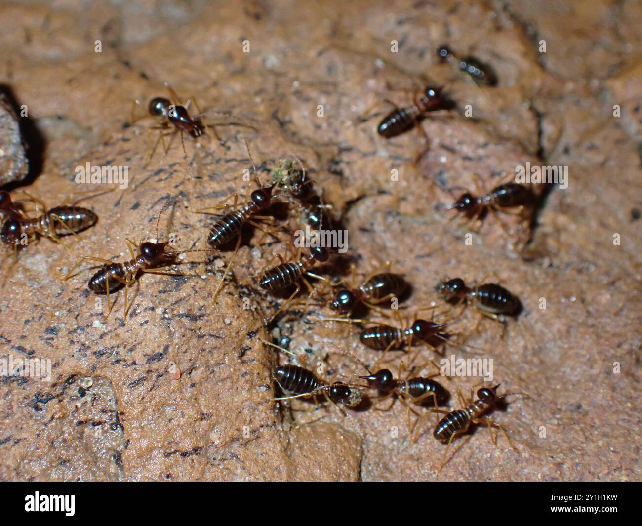 Crawling termite hi-res stock photography and images - Alamy