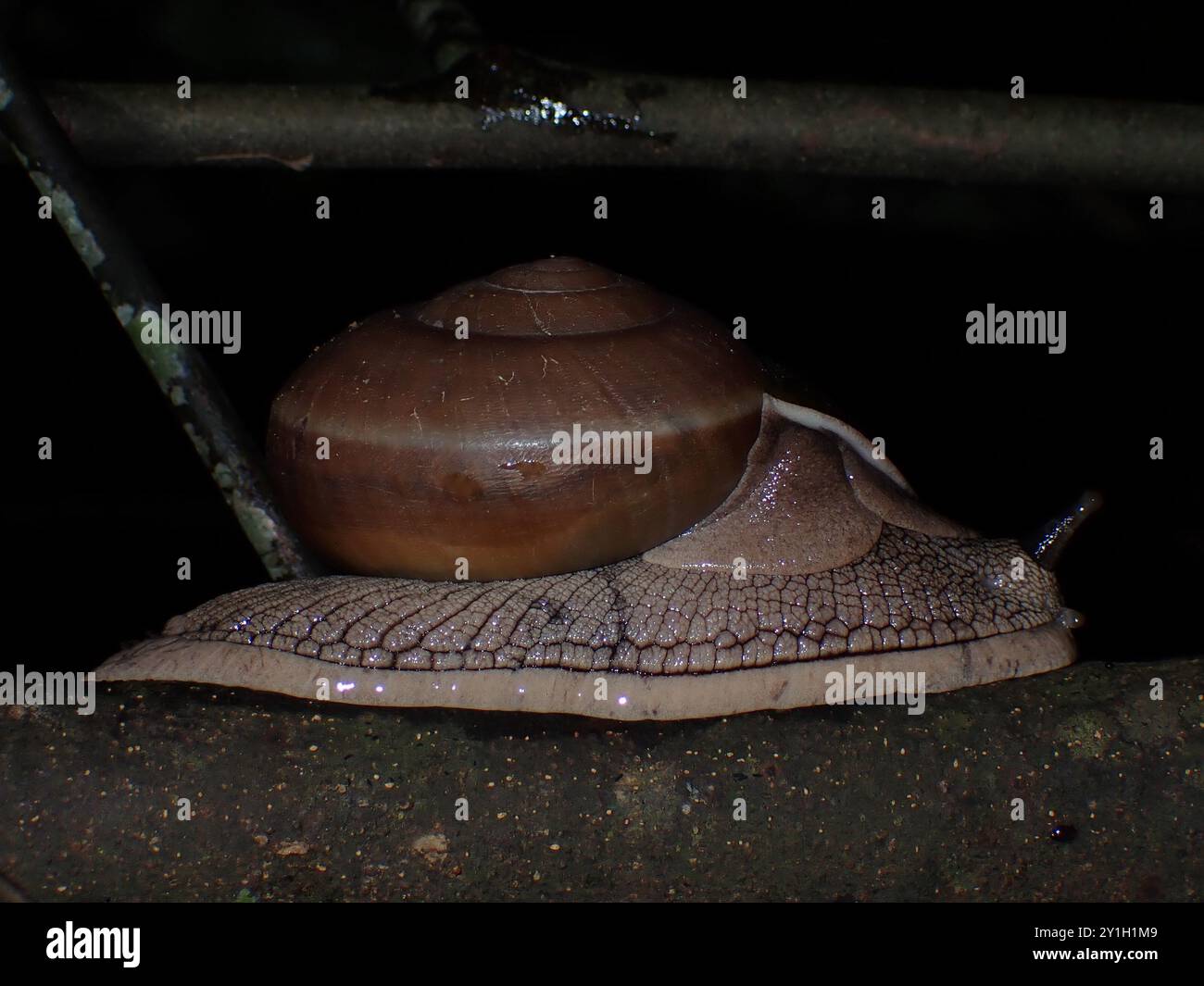Snail Crawling on a Branch at Night Stock Photo - Alamy