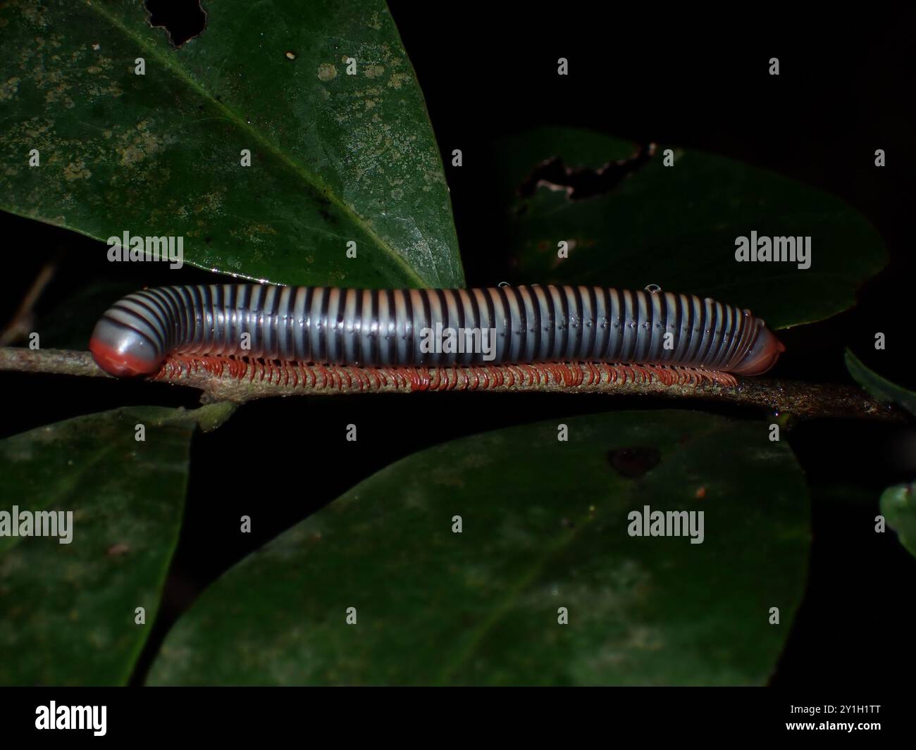 Millipede species hi-res stock photography and images - Alamy
