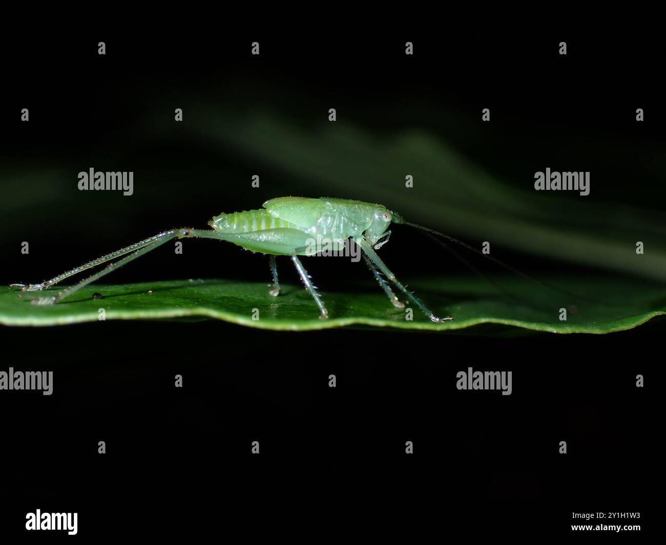 Katydid behavior hi-res stock photography and images - Alamy
