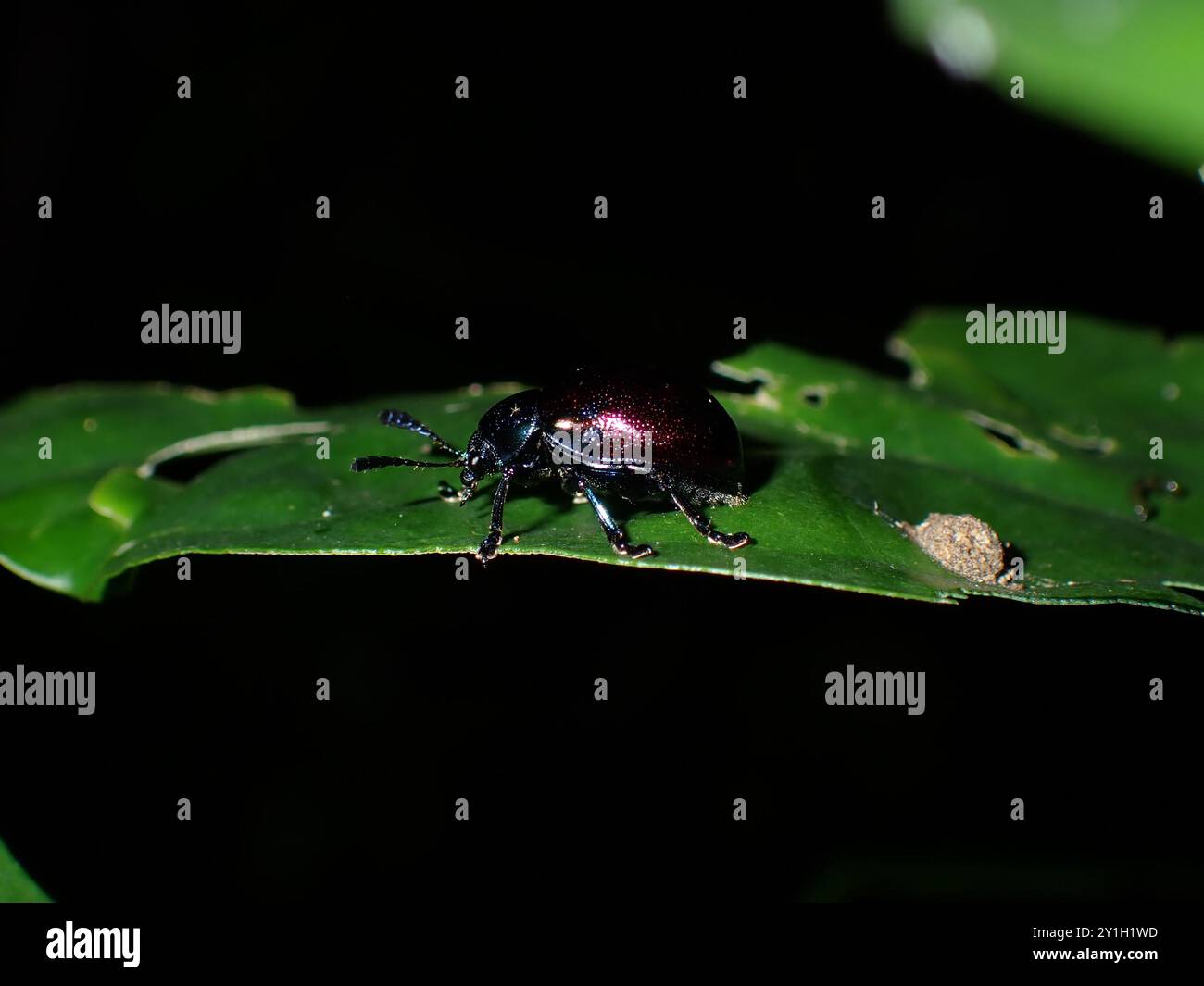 Beetle at their natural habitat hi-res stock photography and images - Alamy