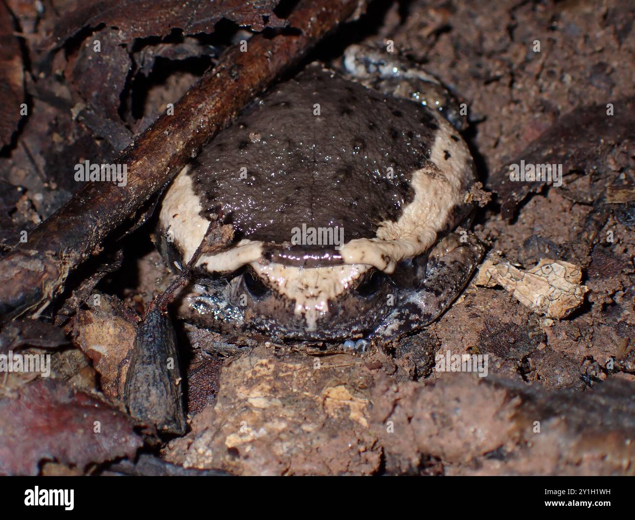 Soil dwelling creature hi-res stock photography and images - Alamy