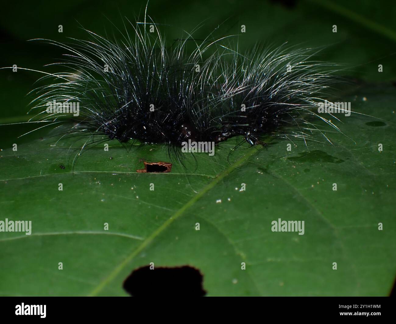 Furry Black Caterpillar on Leaf with Spiky Hairs Stock Photo - Alamy
