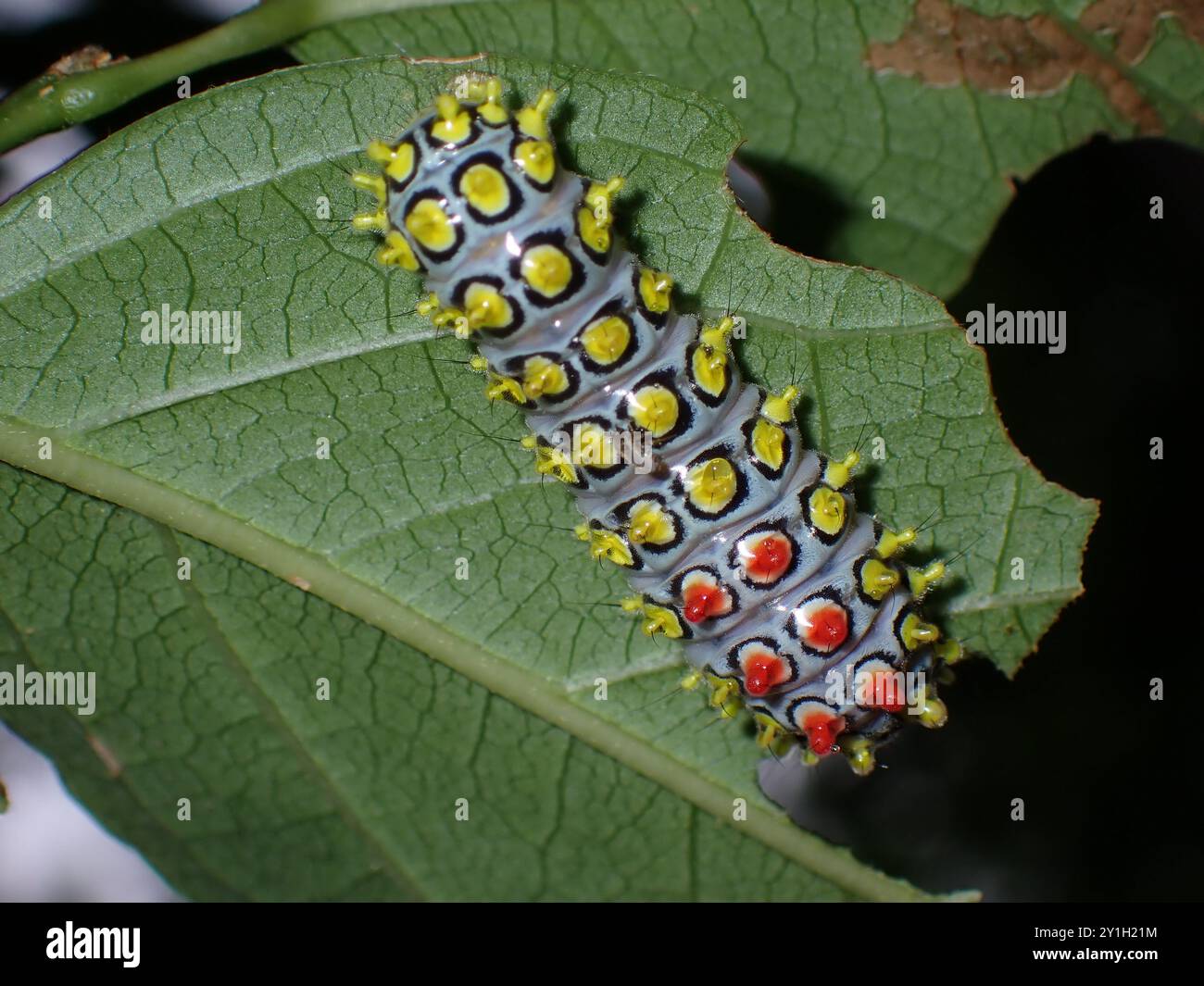 Colorful Caterpillar on Leaf with Unique Patterns Stock Photo - Alamy