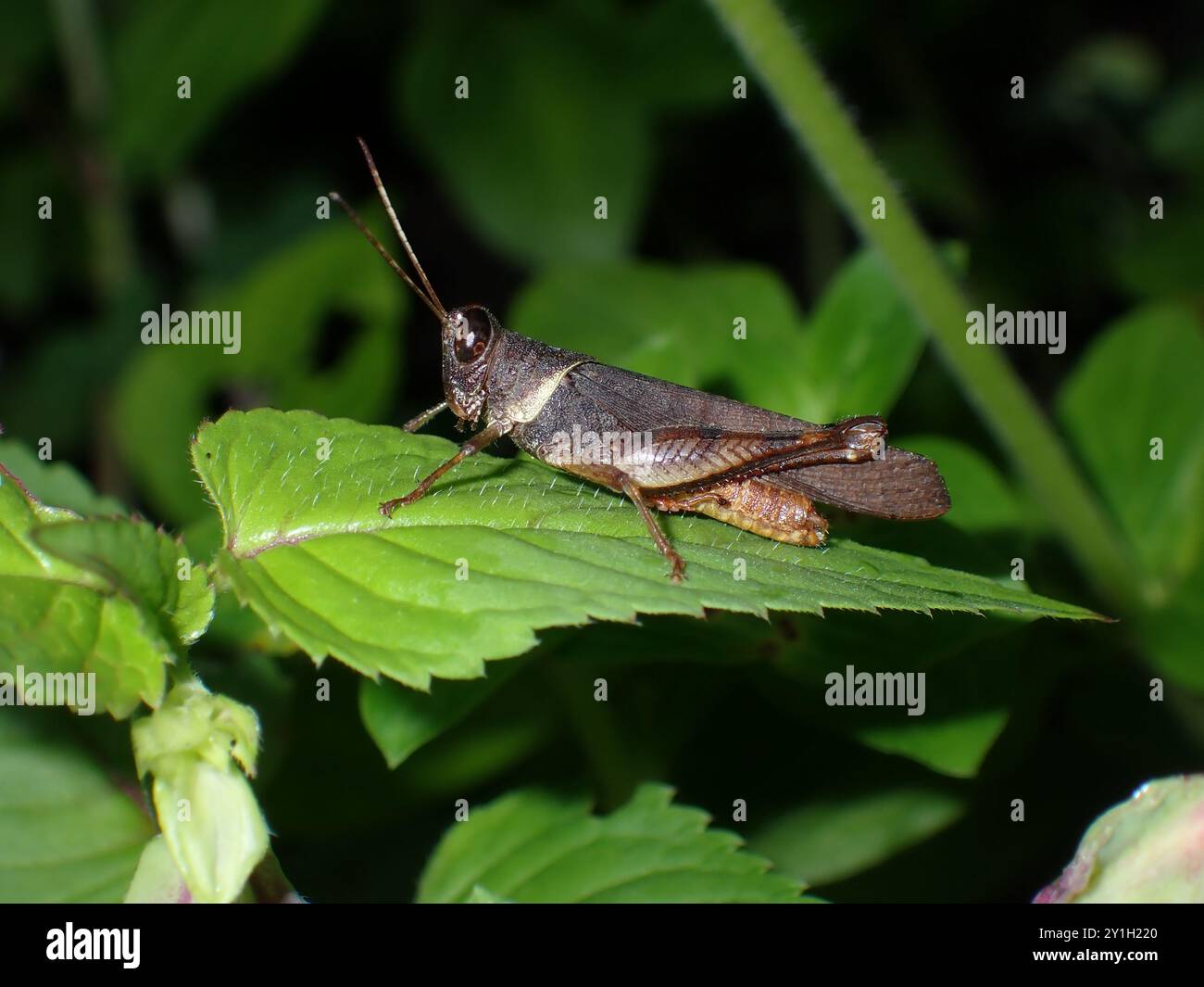 Forest insect species hi-res stock photography and images - Alamy