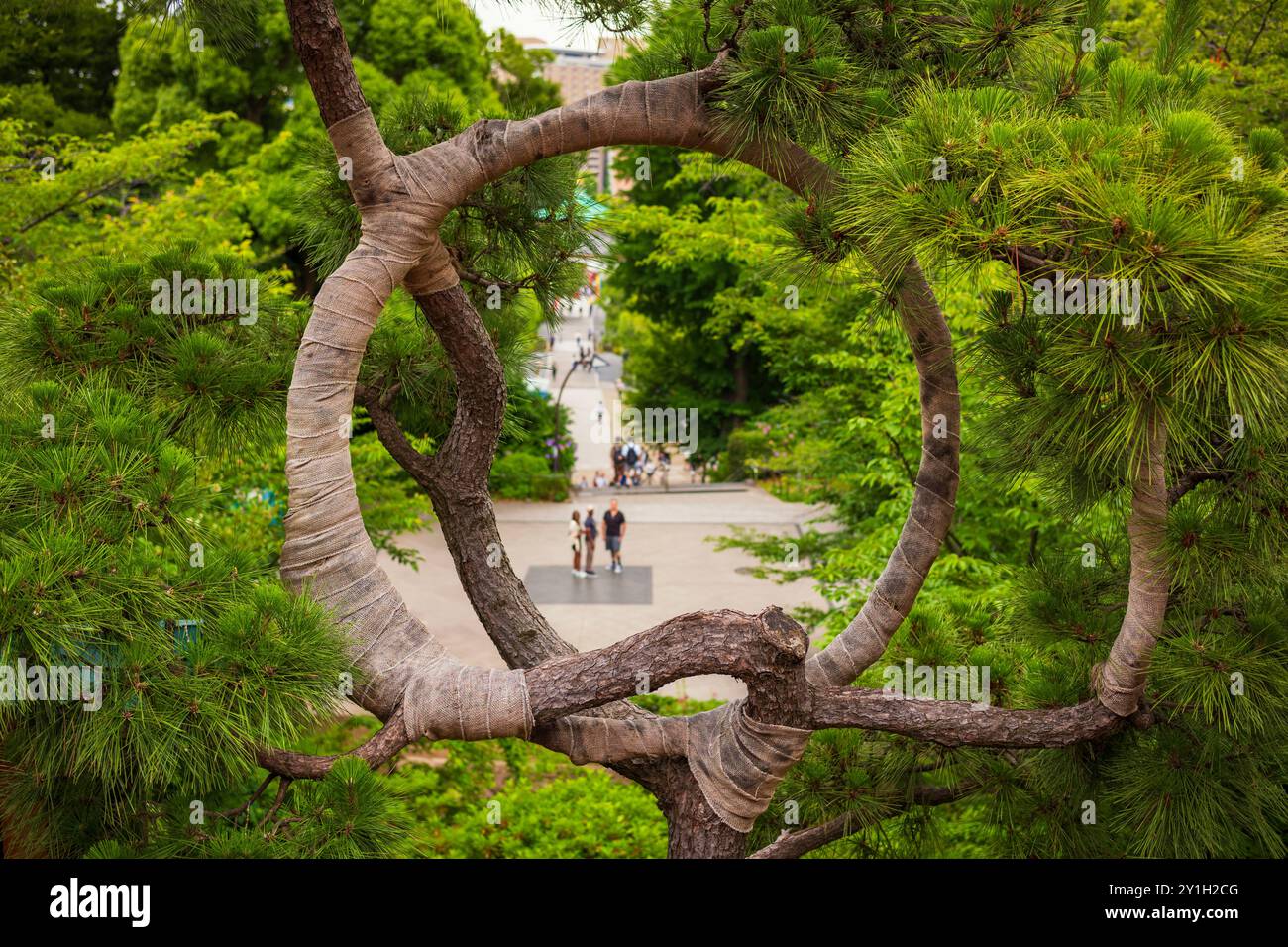 Tree trunk circle hi-res stock photography and images - Alamy