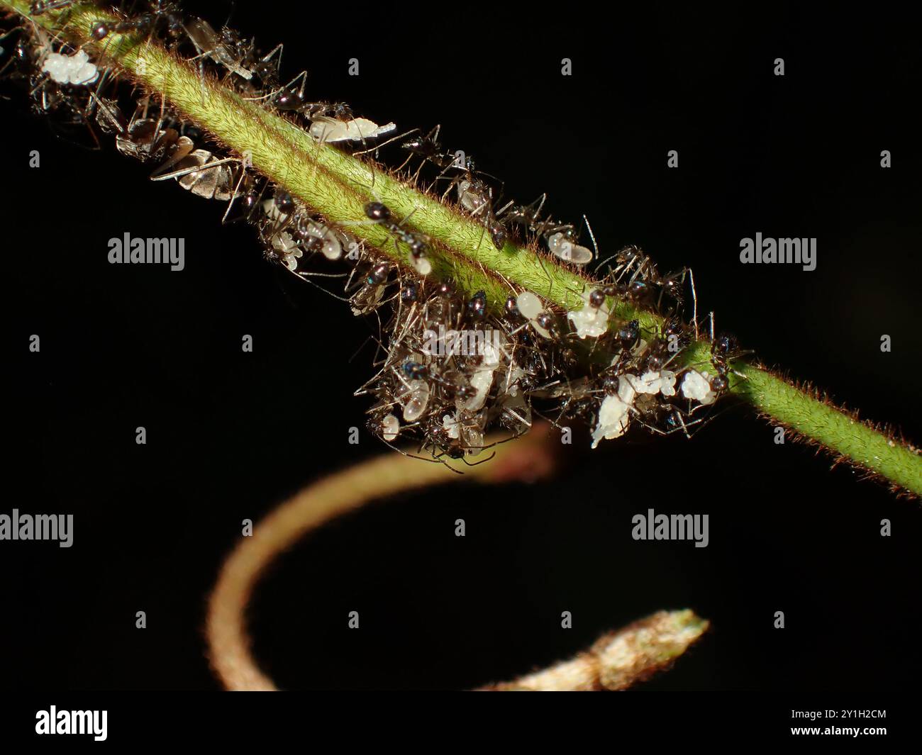 Colony of Aphids Infesting a Plant Stem Stock Photo - Alamy