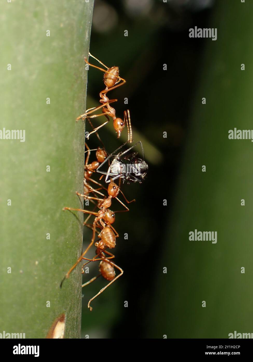 Red Ants Carrying a Dead Fly on a Plant Stem Stock Photo - Alamy