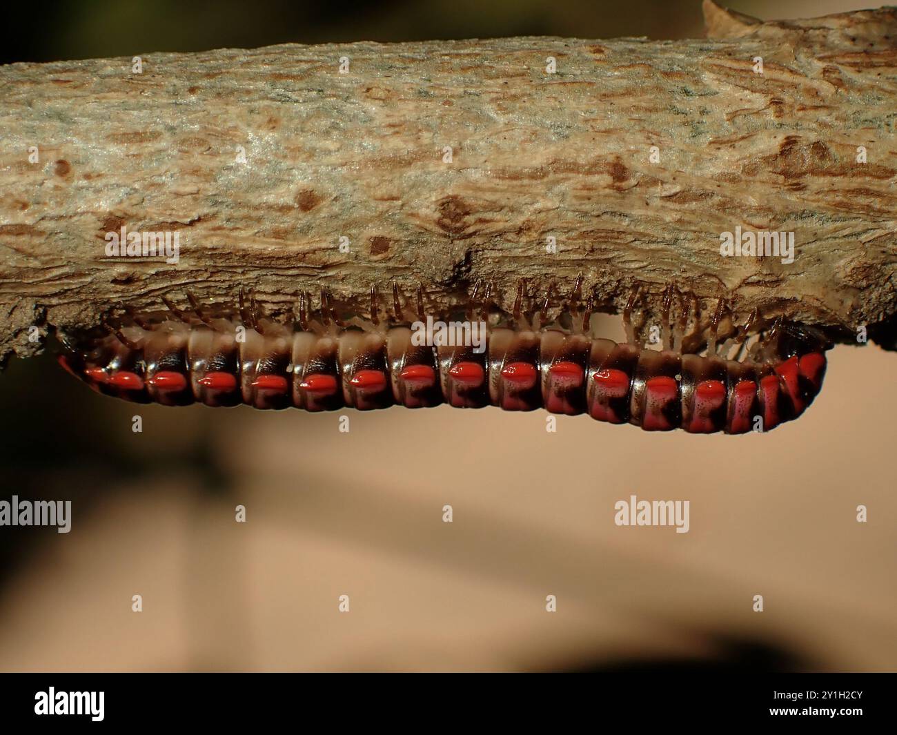 Red and Black Millipede Crawling Under a Branch Stock Photo - Alamy