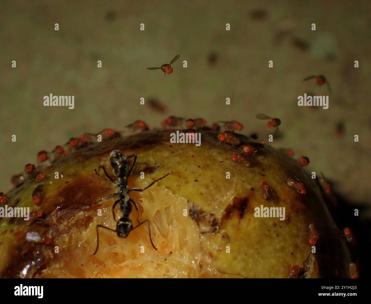 An ant scavenges on a decaying fruit surrounded by small flying insects ...