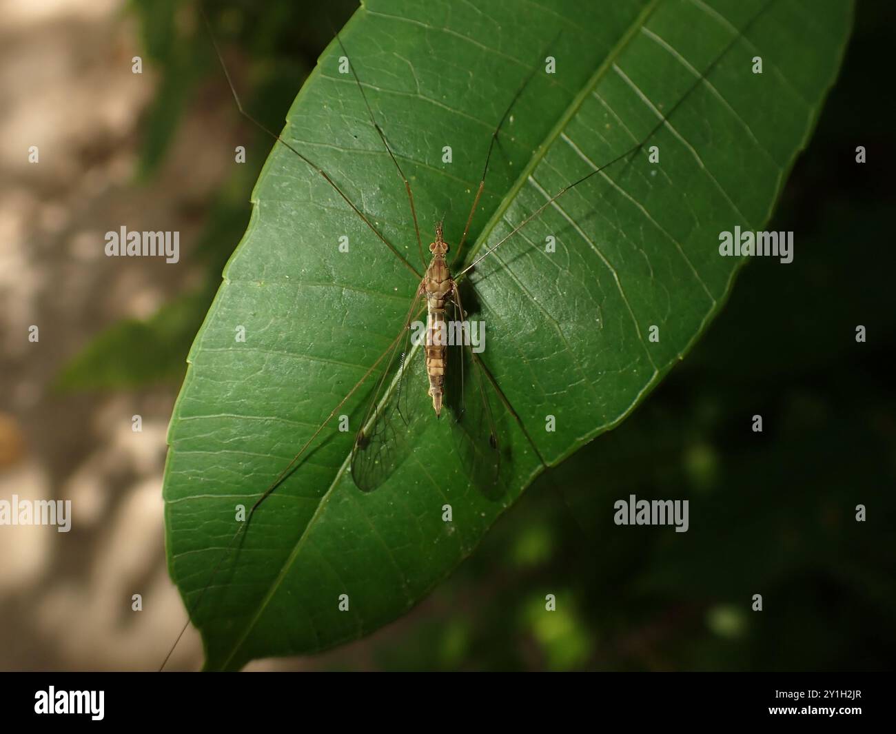 Resting on a green leaf hi-res stock photography and images - Alamy
