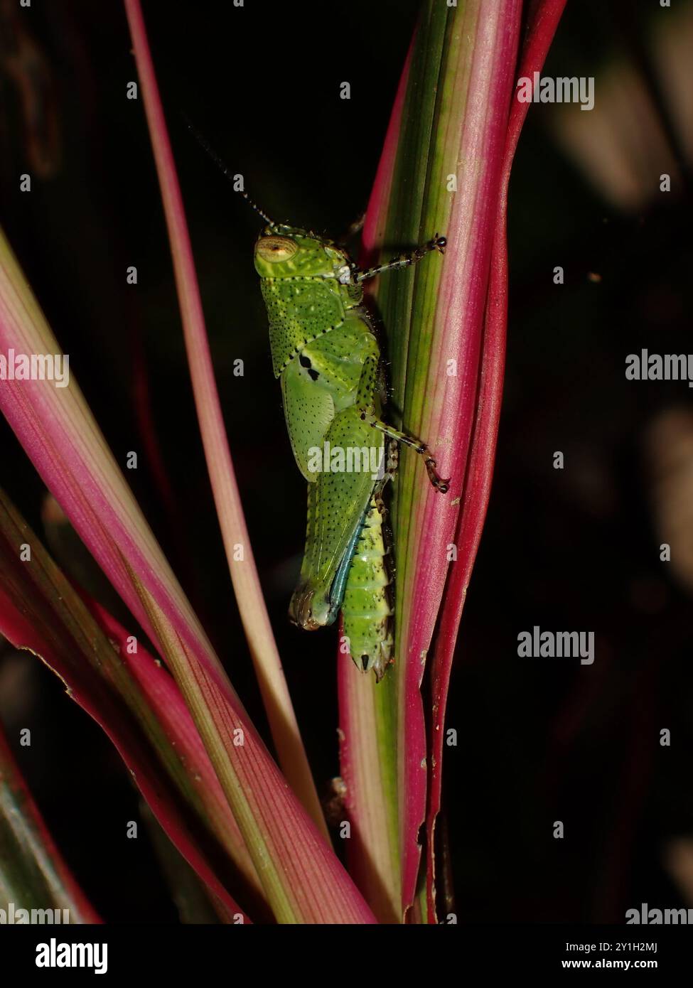 Macro shot grasshopper in hi-res stock photography and images - Alamy