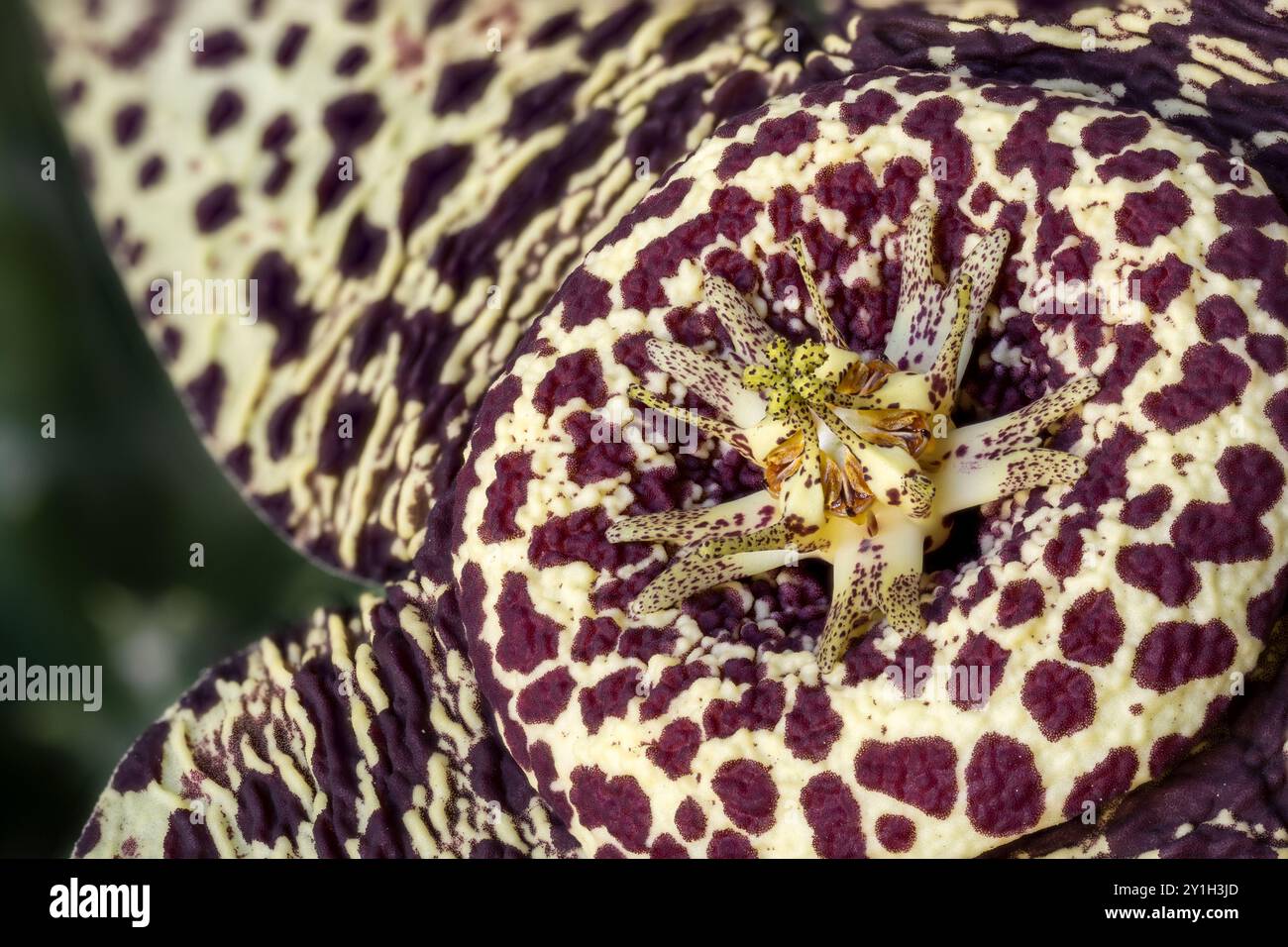 Orbea ariegata hi-res stock photography and images - Alamy