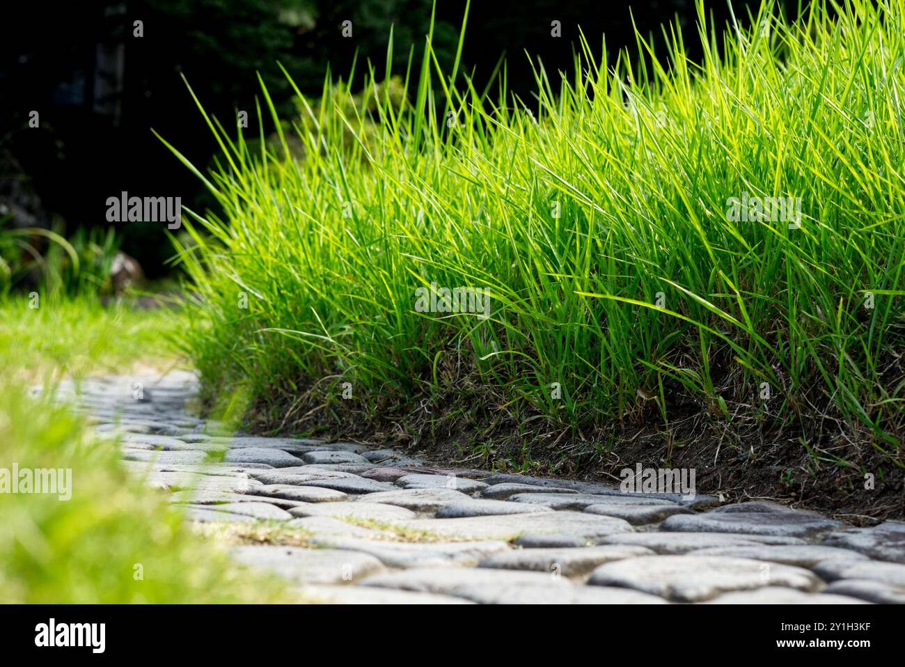 path crossing a green grassland Stock Photo - Alamy