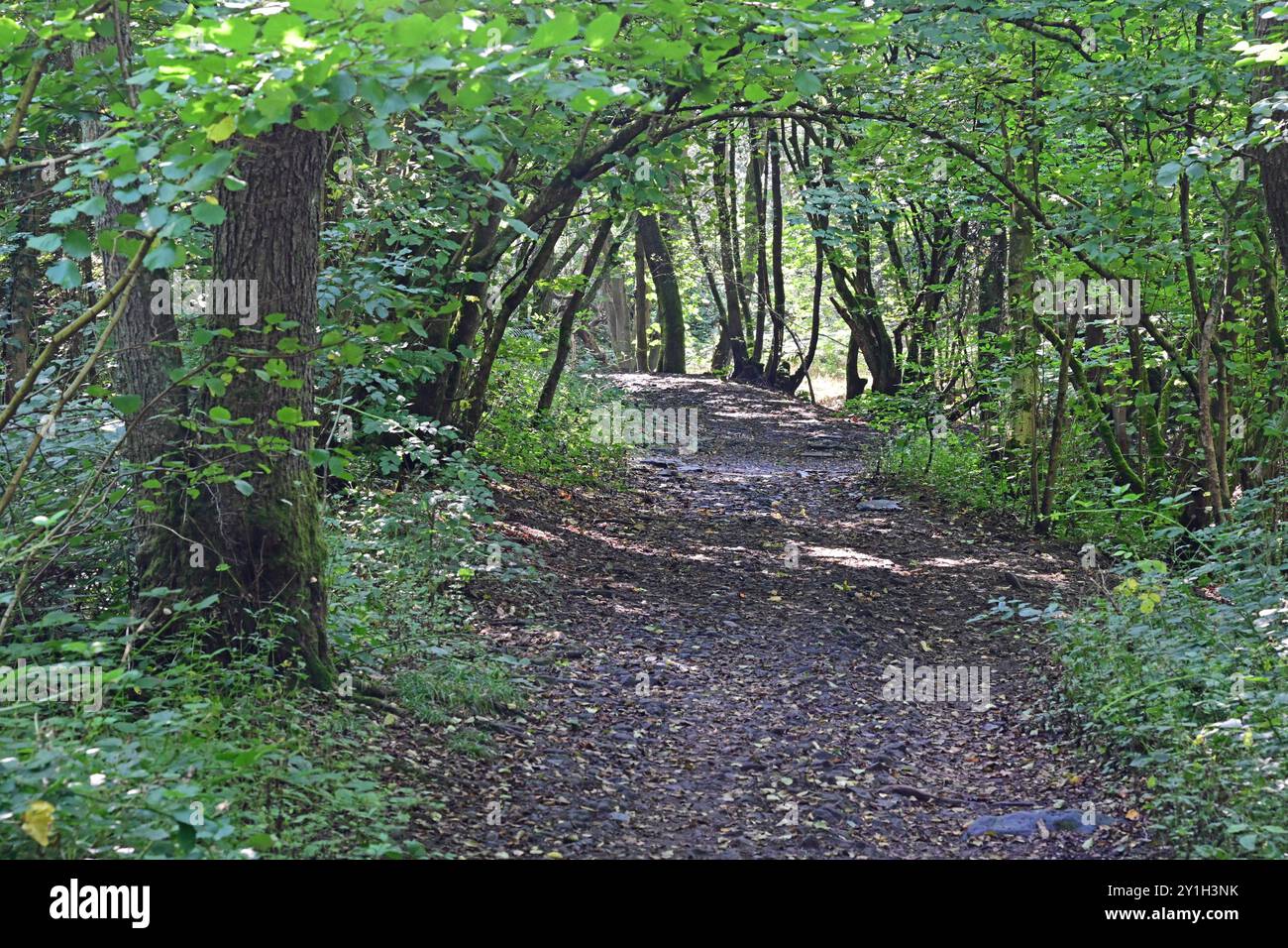 Overhung pathway hi-res stock photography and images - Alamy
