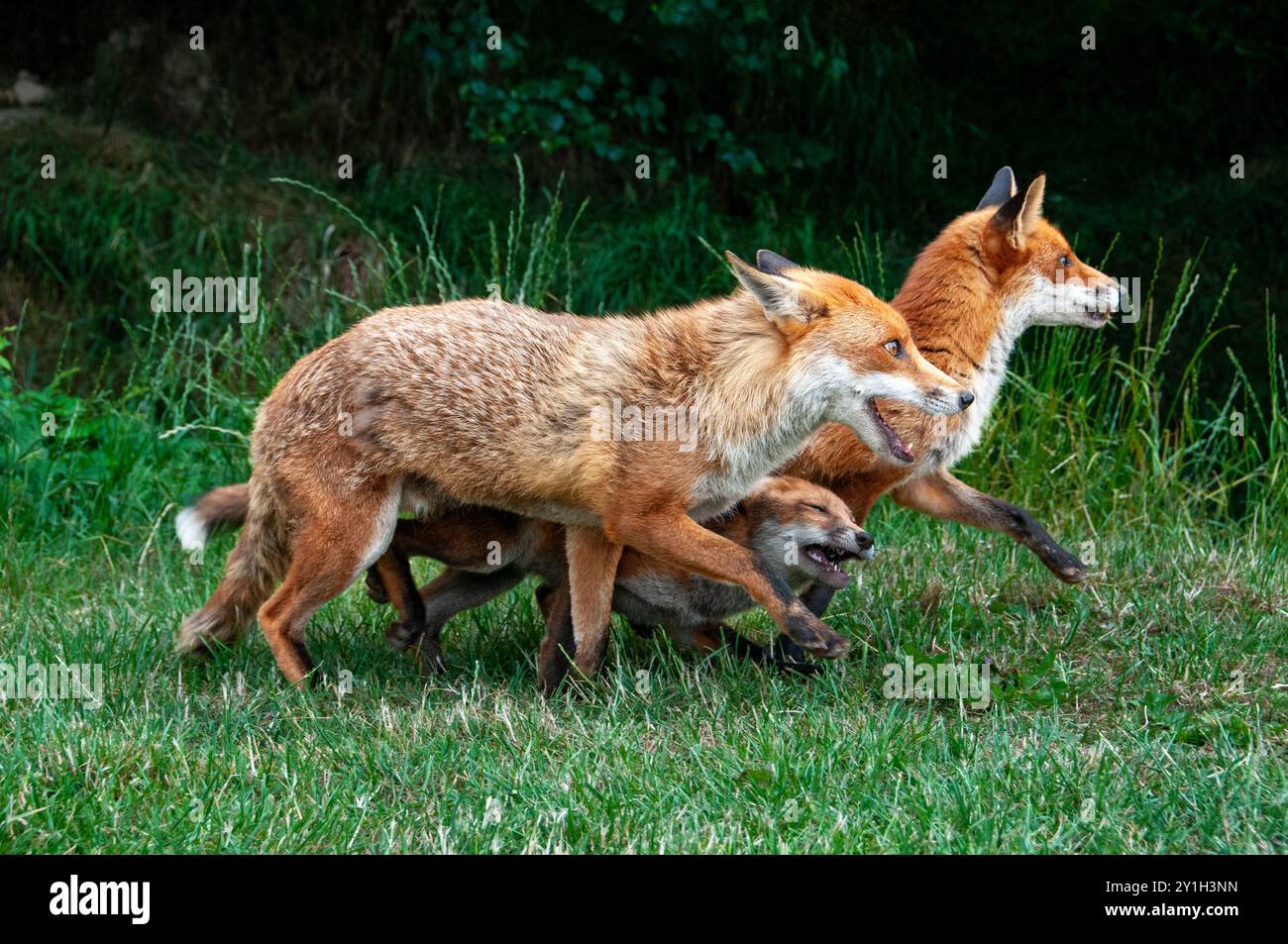 Family of foxes Stock Photo - Alamy