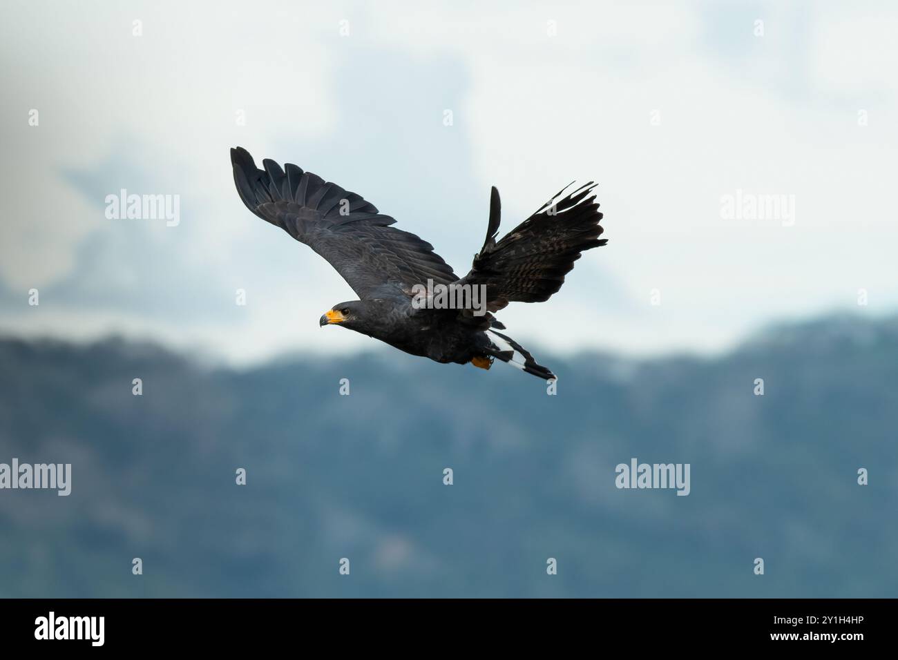Flying Common Black Hawk - Buteogallus anthracinus a big dark bird of ...