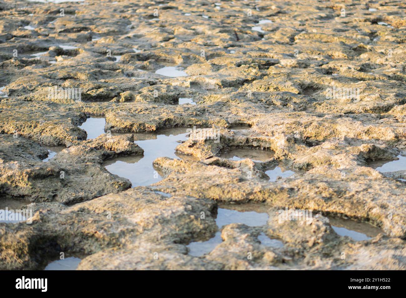 A textured landscape of wet, rocky terrain with shallow pools of water ...