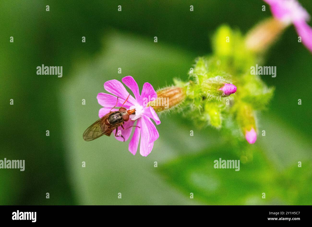 The Drone Fly is an important pollinator of flowering plants. Their ...