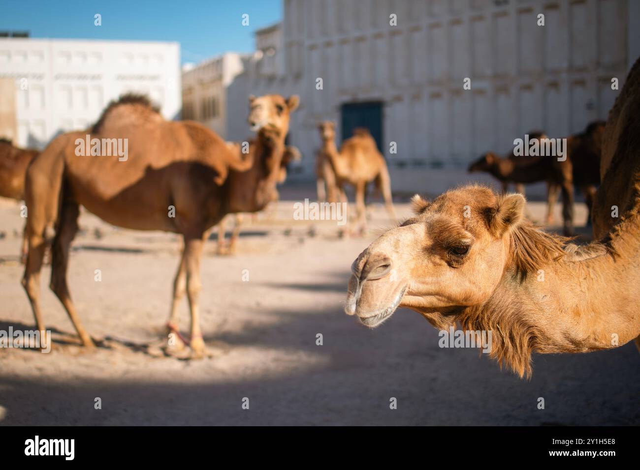 Doha qatar camels in hi-res stock photography and images - Alamy