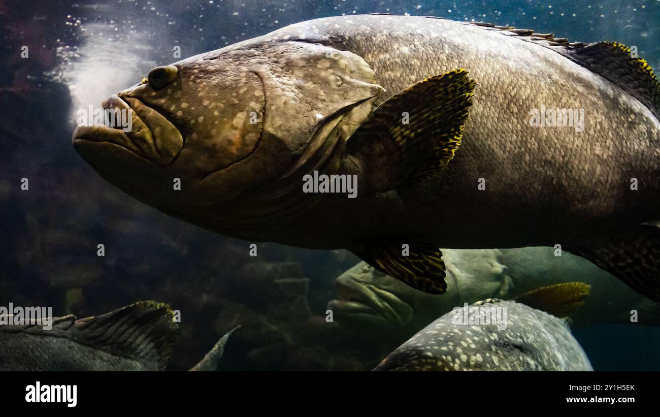 The Giant grouper fish in the andaman sea Stock Photo - Alamy