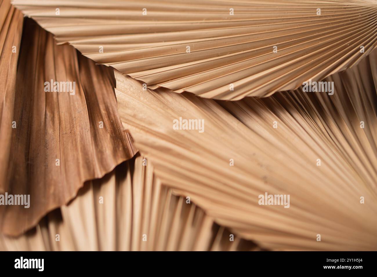 Close-up of dried palm leaves with intricate textures and patterns, showcasing natural earthy ...
