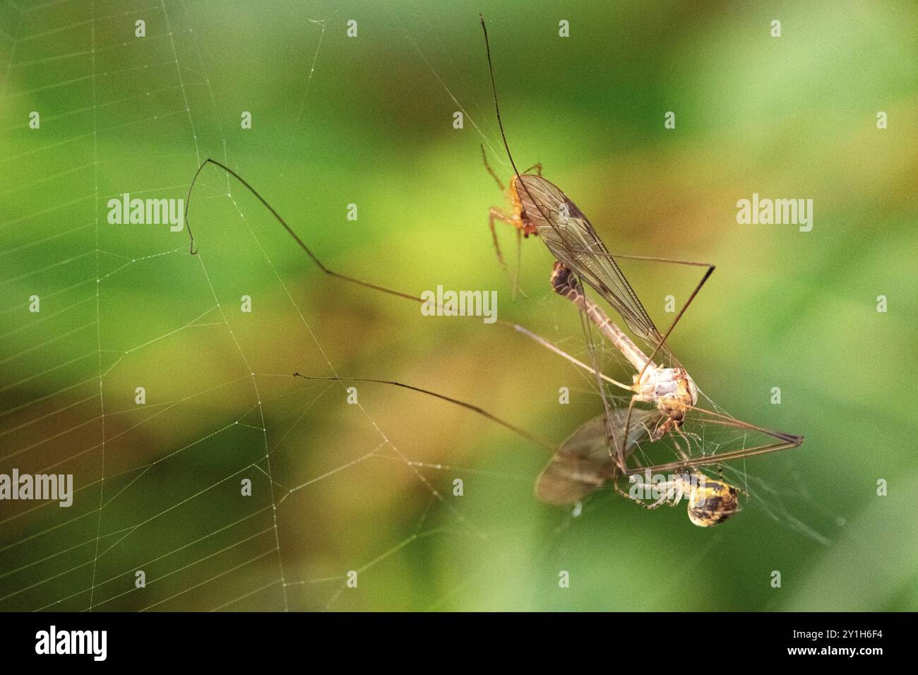A pair of mating Crane Fly have been caught in the web of a Garden Orb ...