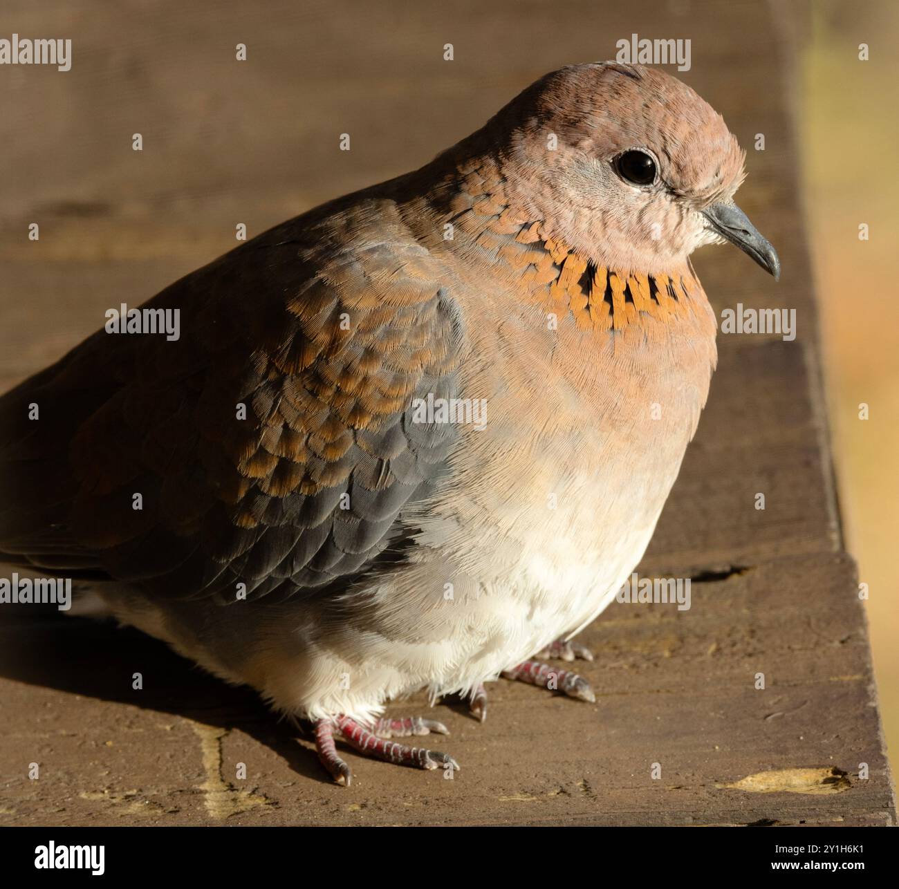 The Laughing Dove is one of the most common and widespread of the ...
