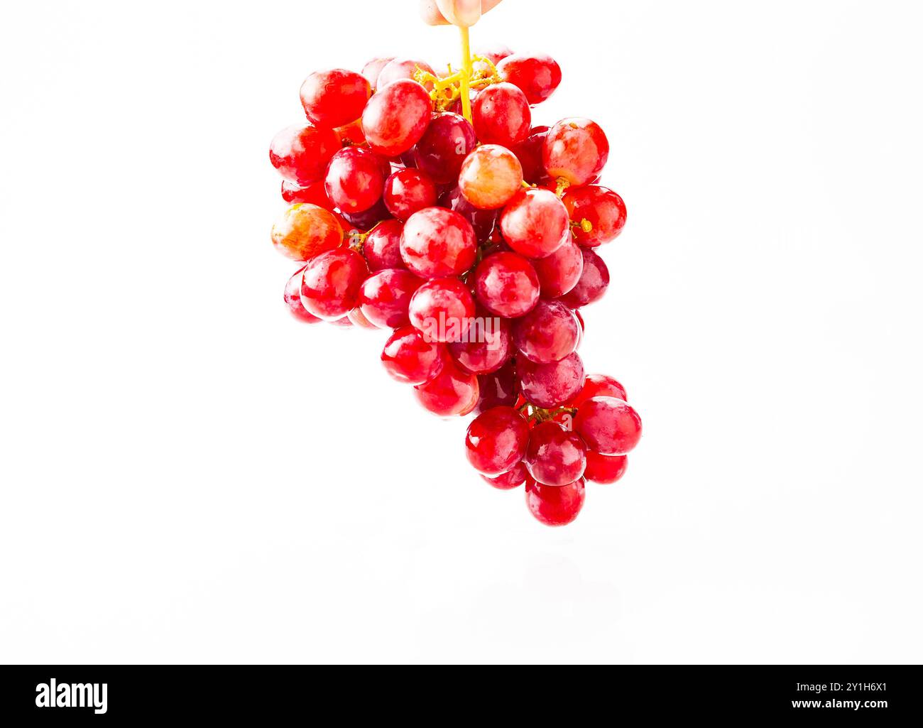 Hand holding fresh red bunch of grapes isolated on white background Stock Photo - Alamy