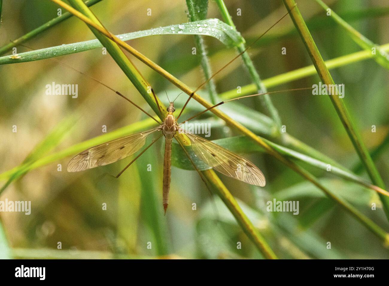 Adult Crane Fly, or Daddy-long-legs, is most common in autumn. They are an abundant garden pest ...