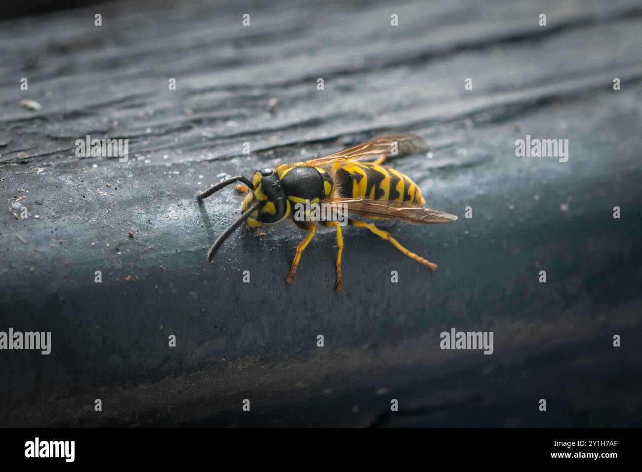 Yellow jacket wasp anatomy hi-res stock photography and images - Alamy