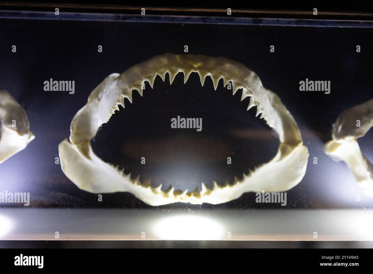 Model of shark jaws in the oceanarium Stock Photo - Alamy