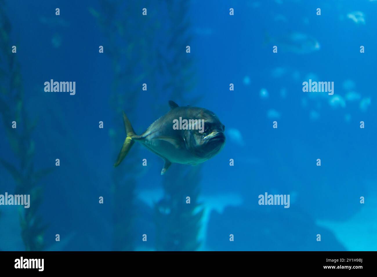 A fish that has broken away from a flock in the blue aquarium of the ...