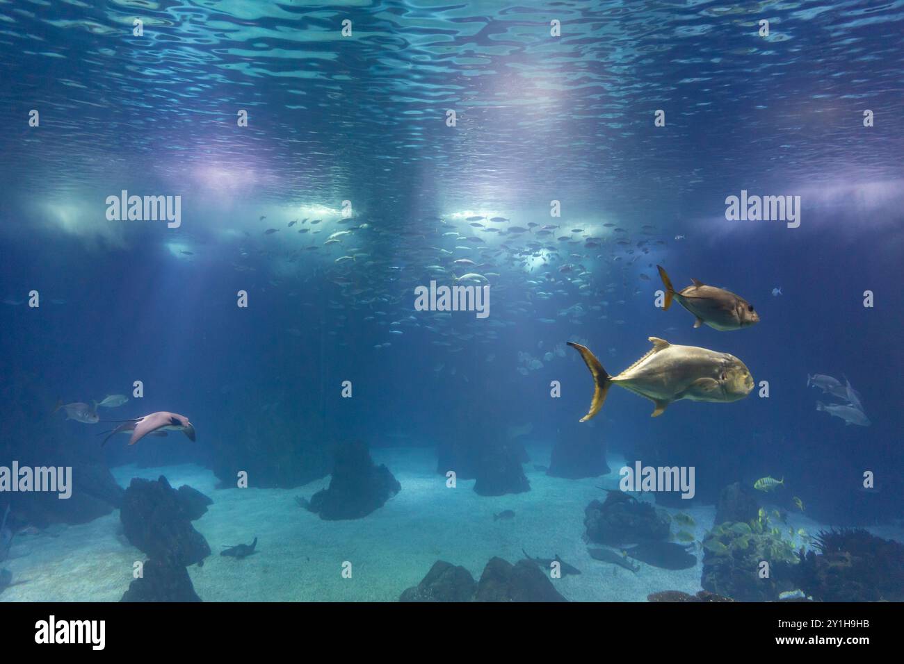 Fish and other sea creatures swim in a large aquarium Stock Photo - Alamy