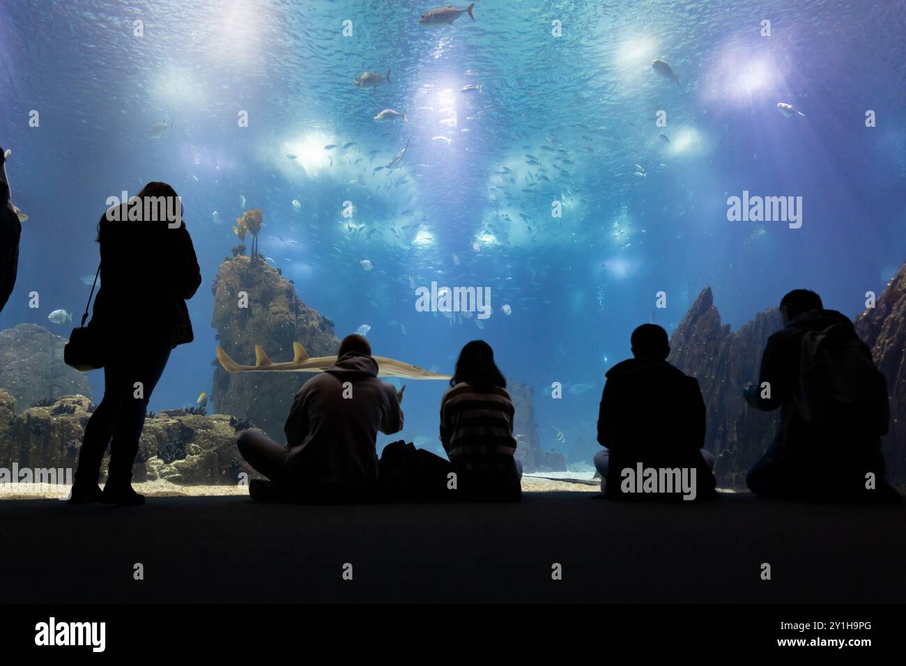 Black silhouettes of people sit in front of the glass of the aquarium ...