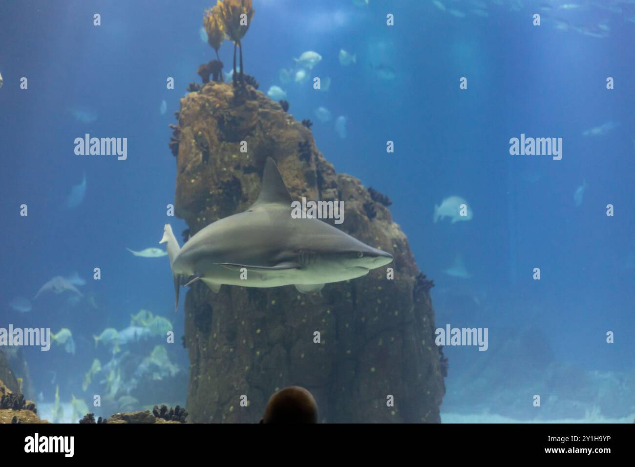 Exterior view of the oceanarium in lisbon hi-res stock photography and ...