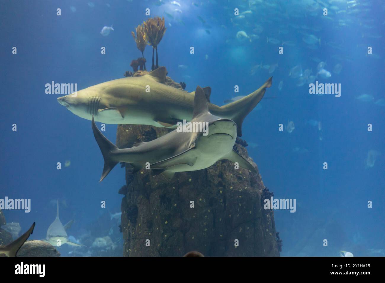 Two big grey galapagos sharks in big blue aquarium Stock Photo - Alamy